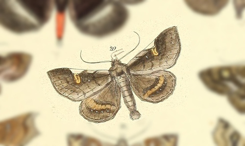 Azeta leucoma · iNaturalist