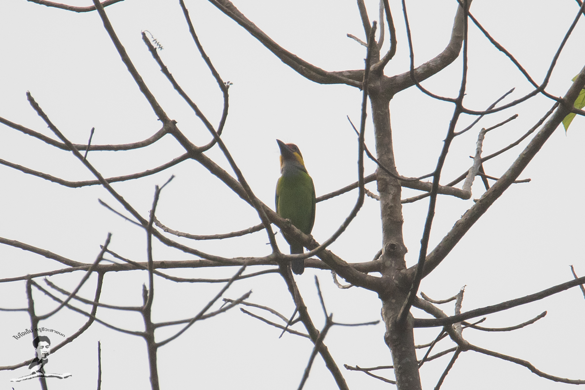 Psilopogon chrysopogon (Temminck, 1824)