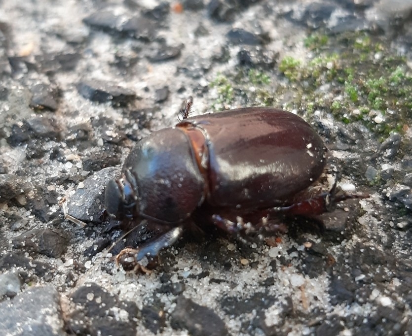 Cape Flatface Rhino Beetle from Plumstead, Cape Town, 7801, South ...