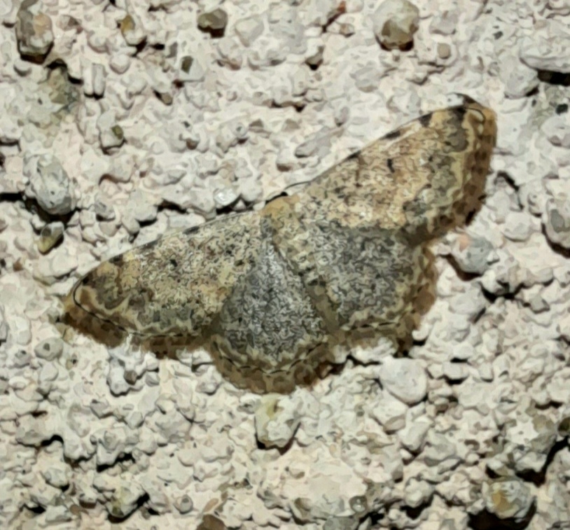 Scopula submutata (Treitschke, 1828)