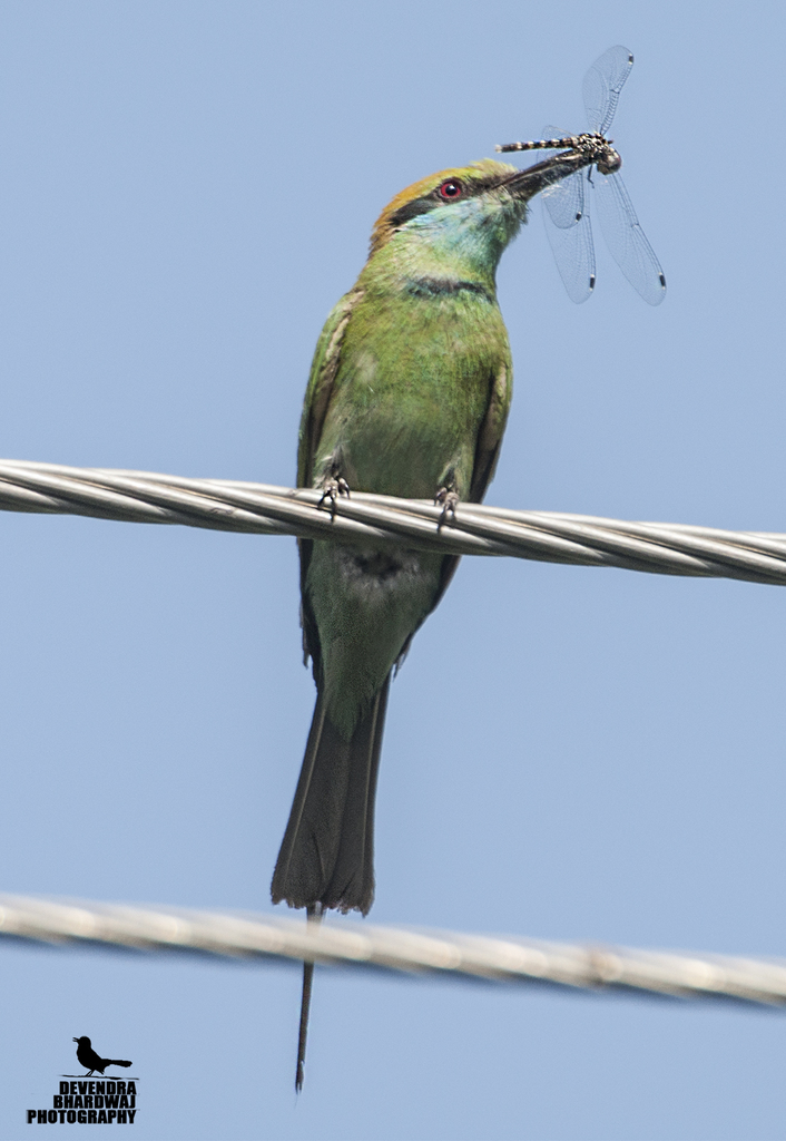 Asian Green Bee-eater from Nemi nagar extension jaipur on June 17, 2015 ...
