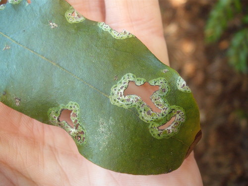 Strigula schizospora · iNaturalist