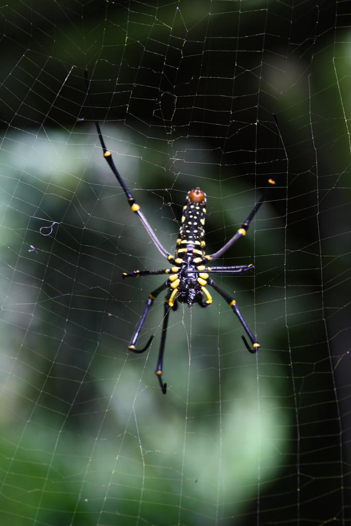 Giant Golden Orbweaver from Bogor Regency, West Java, Indonesia on May ...