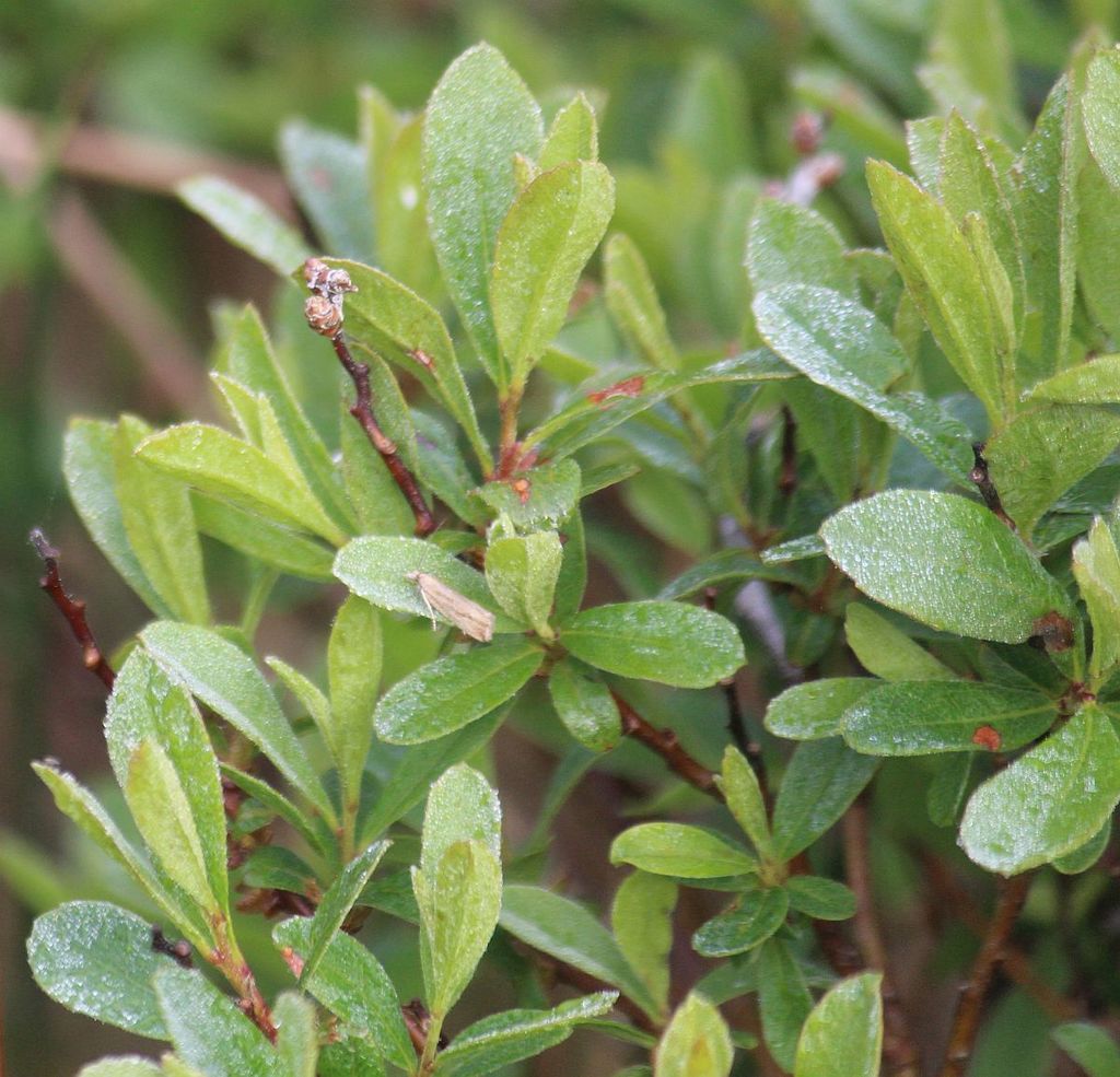 bog myrtle from Cors Goch NNR, Isle of Anglesey, UK on May 29, 2022 at ...