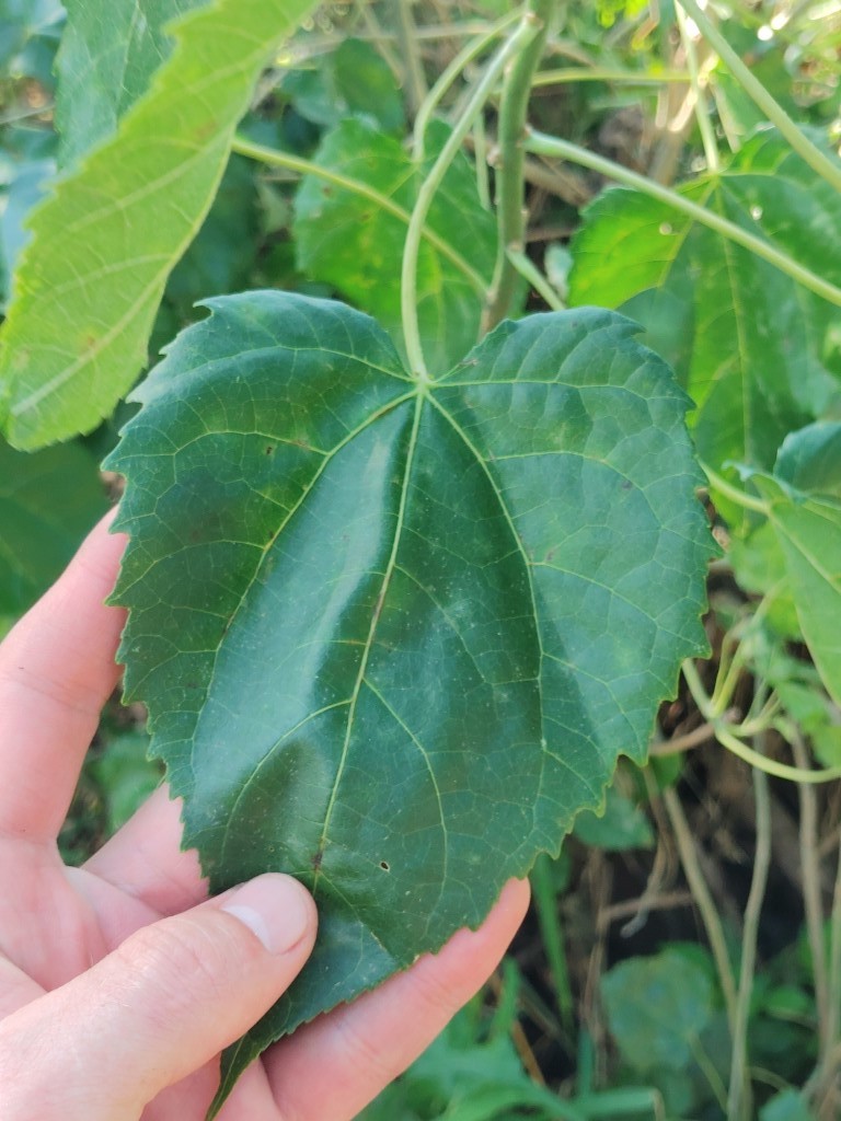 Large fever-berry from Ehlanzeni, South Africa on May 19, 2022 at 01:54 ...