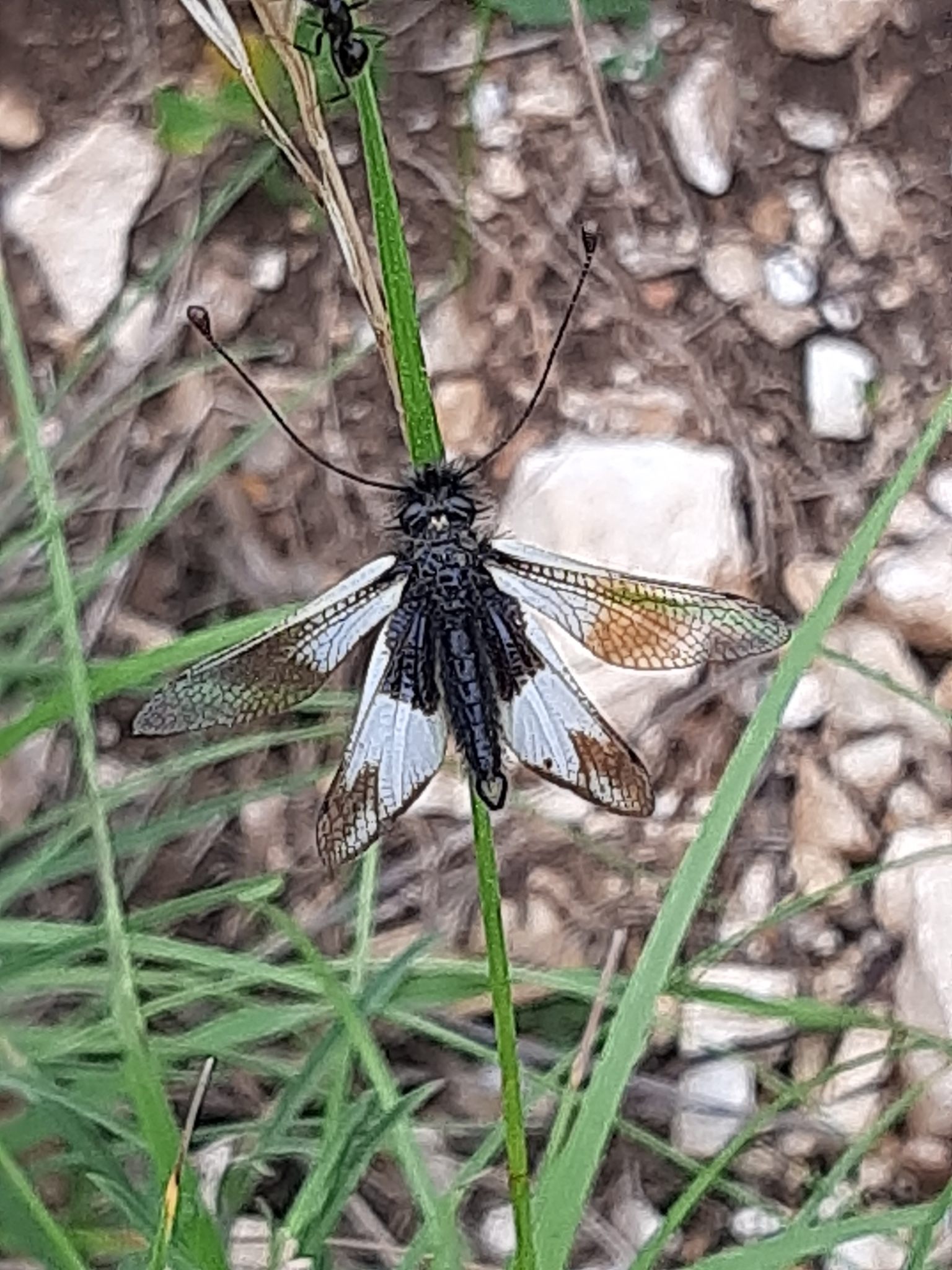 Libelloides lacteus (Brullé, 1832)