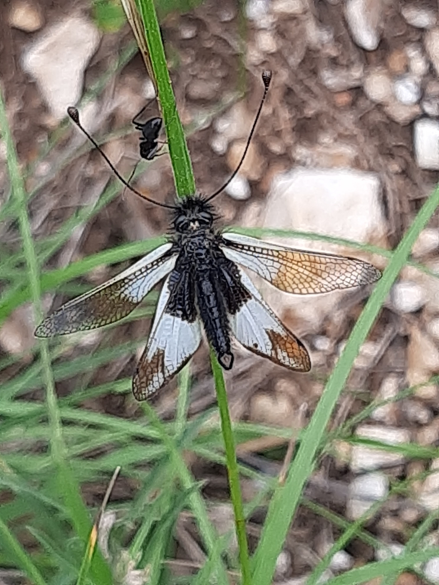 Libelloides lacteus (Brullé, 1832)
