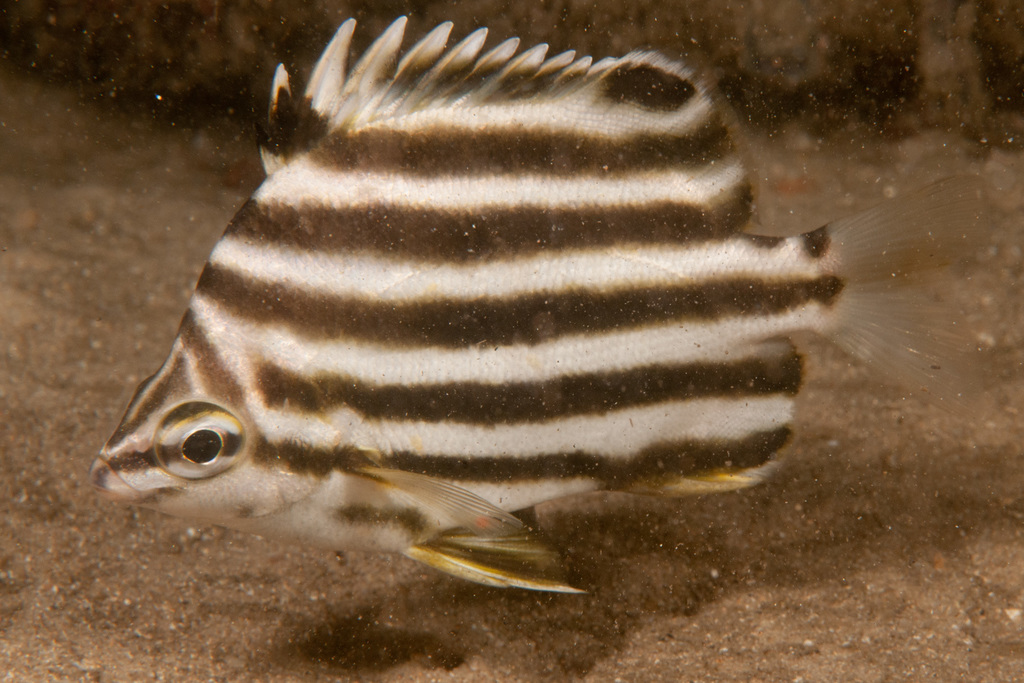 East-Australian Stripey (Fishes of Chowder Bay, Sydney, Australia ...