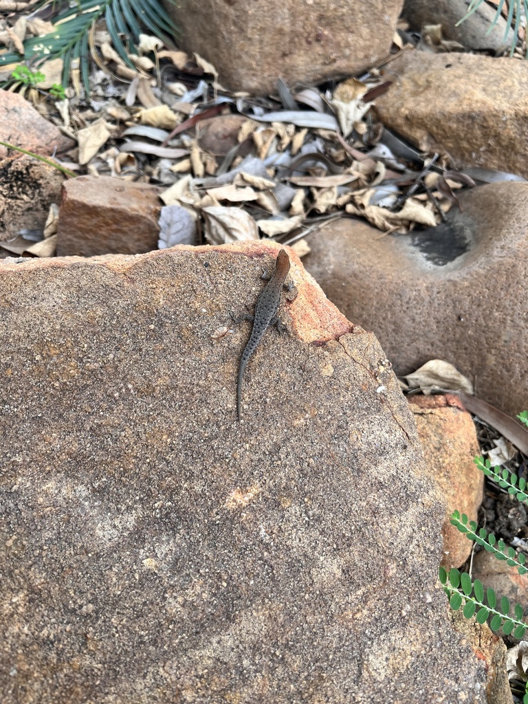 Lizards from Nitmiluk National Park, Nitmiluk, NT, AU on May 31, 2022 ...