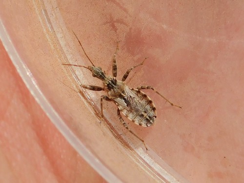 Coranus angulatus · iNaturalist