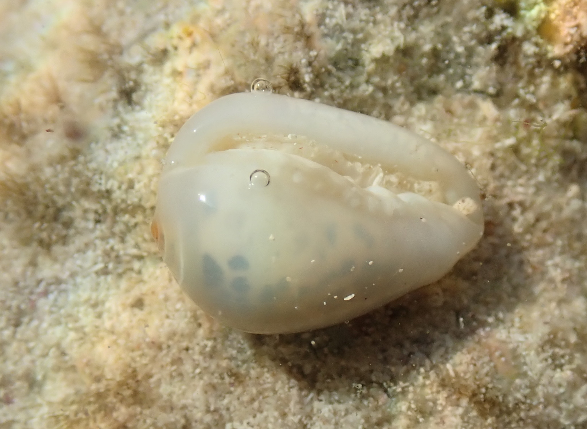 Prunum apicinum (Menke, 1828)