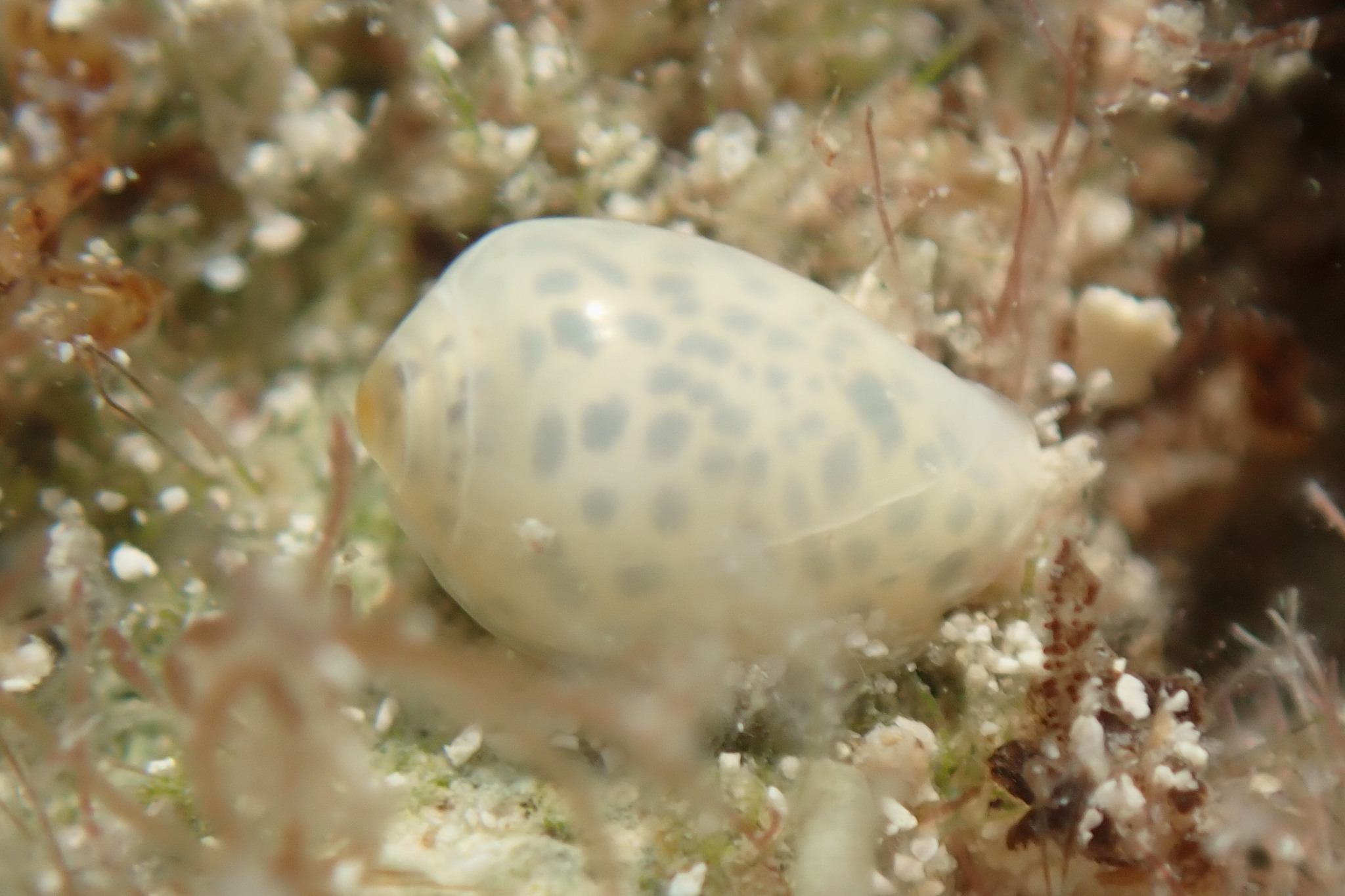 Prunum apicinum (Menke, 1828)