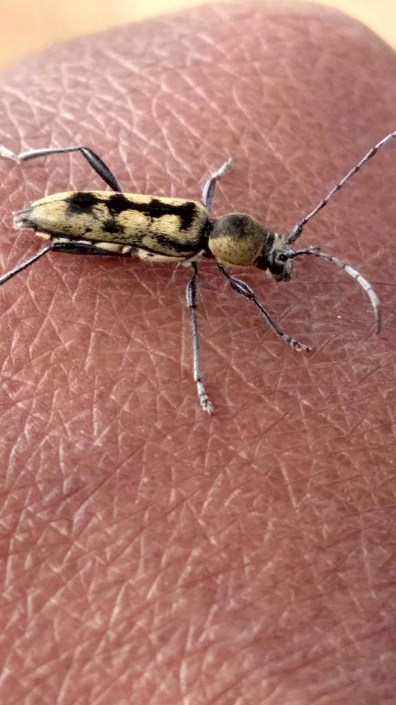 Round-necked Longhorn Beetles from 6FQQ+6MV, Kodaikanal, Tamil Nadu ...