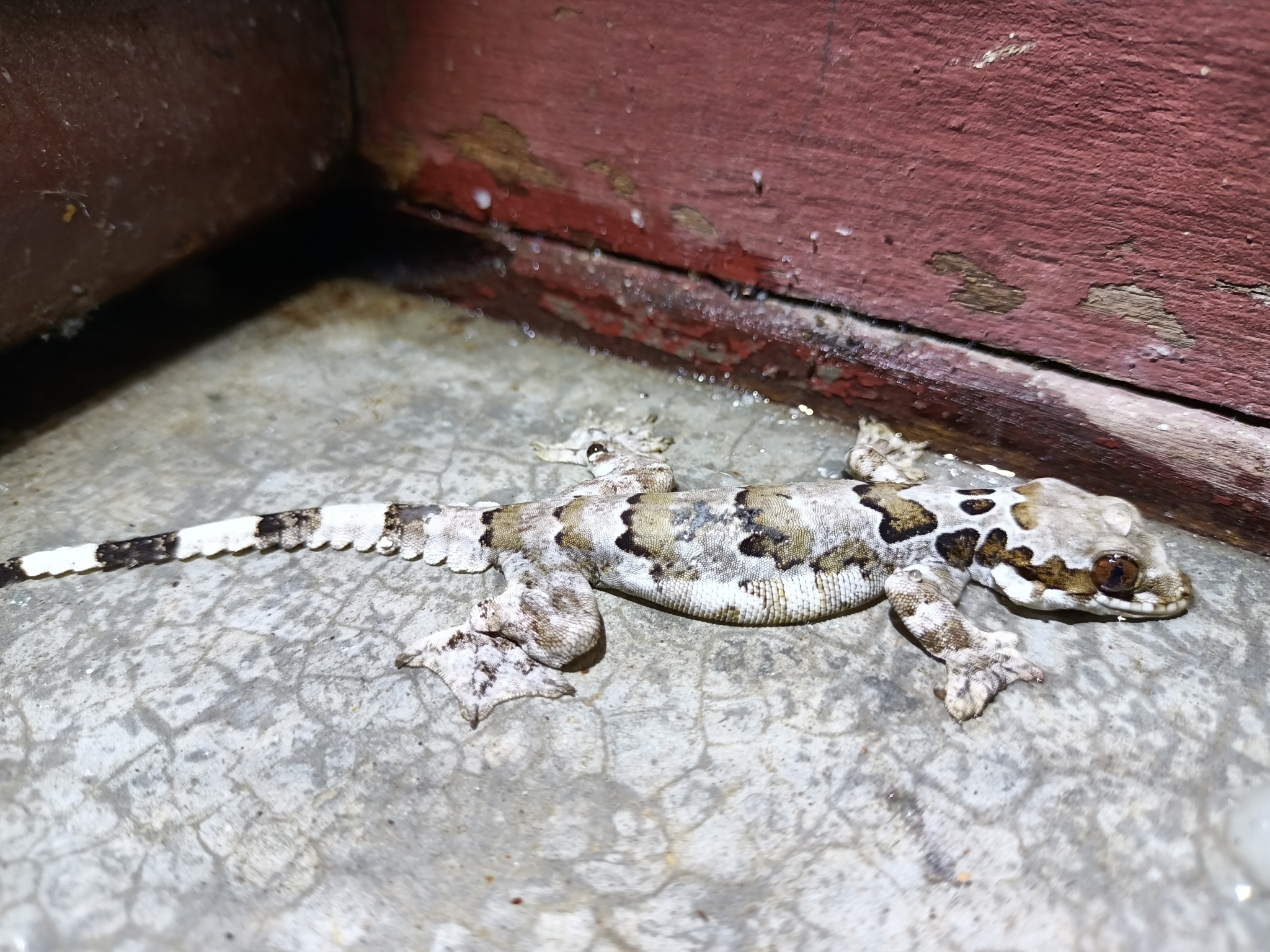 Gekko horsfieldii (Gray, 1827)