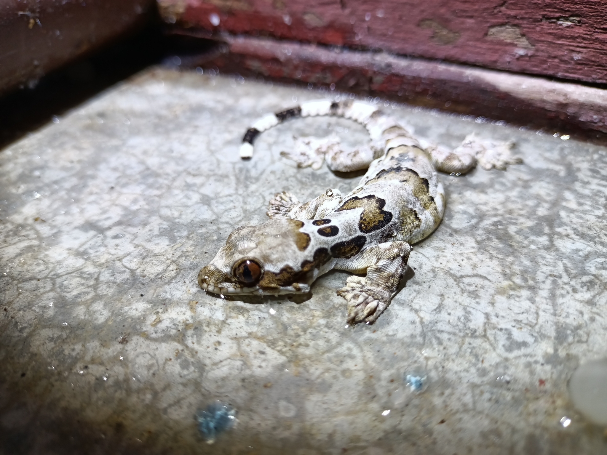 Gekko horsfieldii (Gray, 1827)