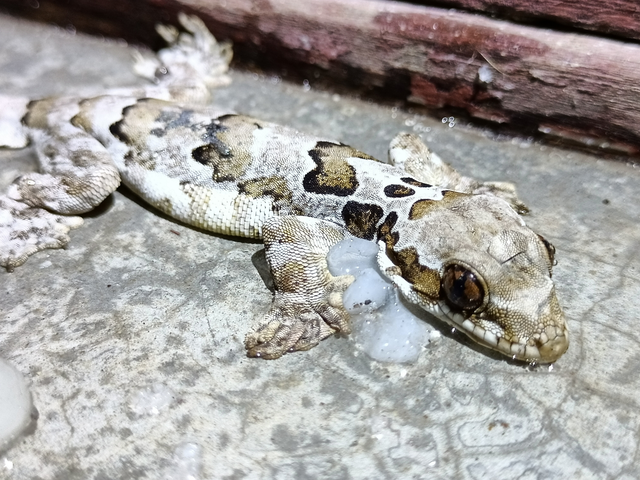 Gekko horsfieldii (Gray, 1827)