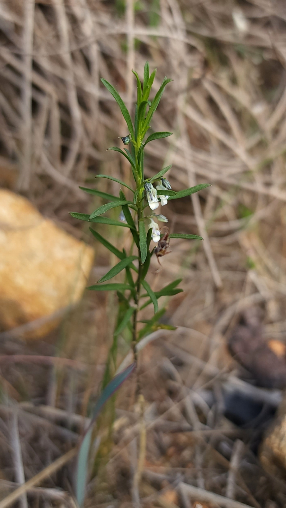 Pigea floribunda (Lindl.) Lindl.