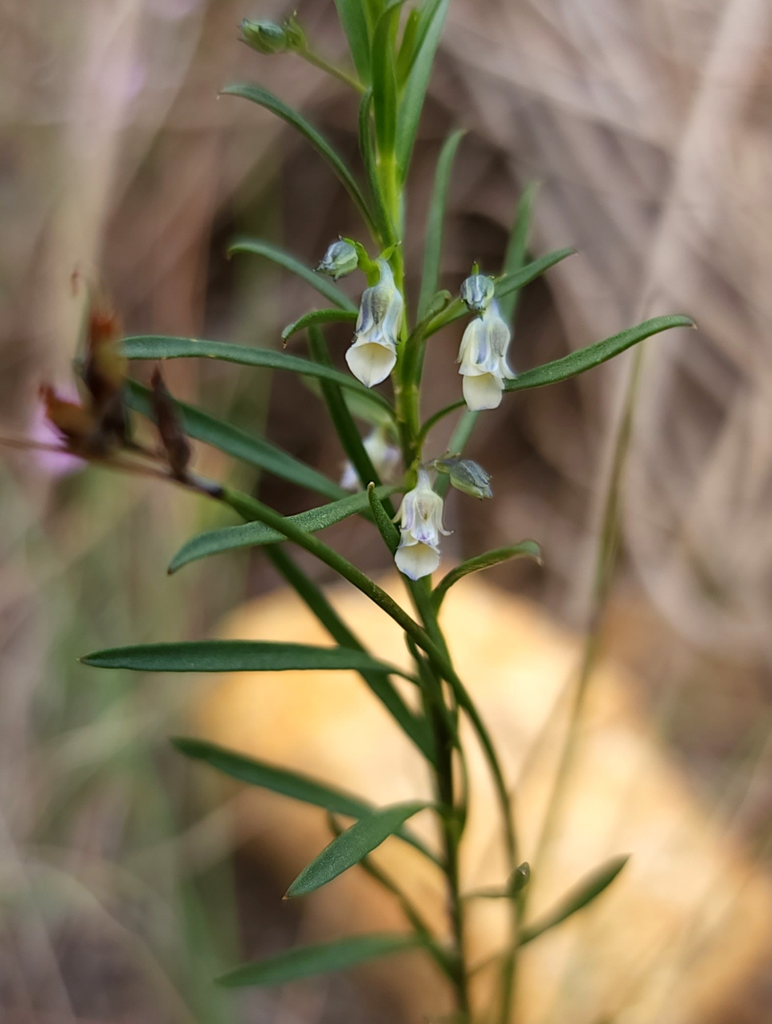 Pigea floribunda (Lindl.) Lindl.