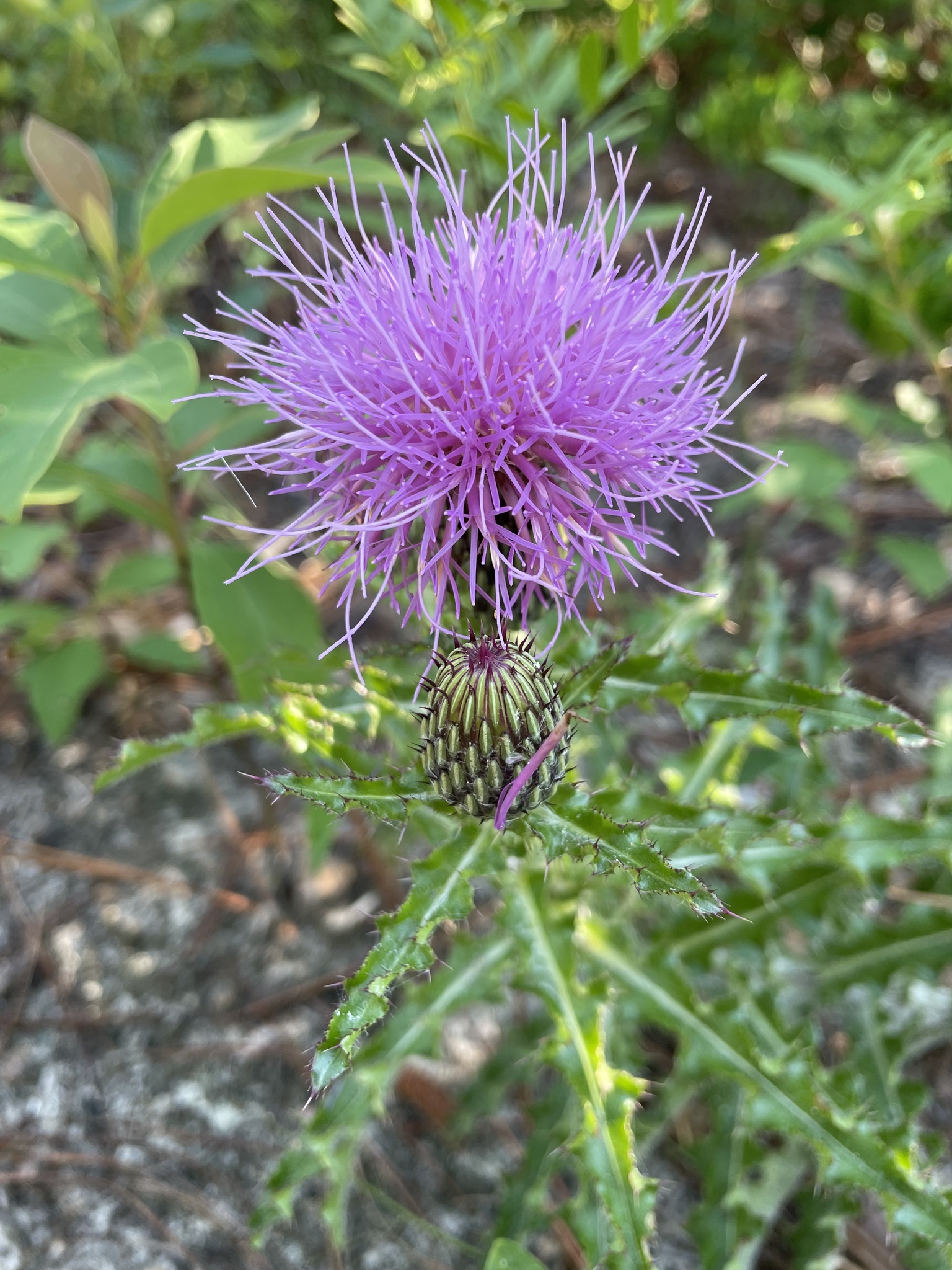 Cirsium repandum Michx.