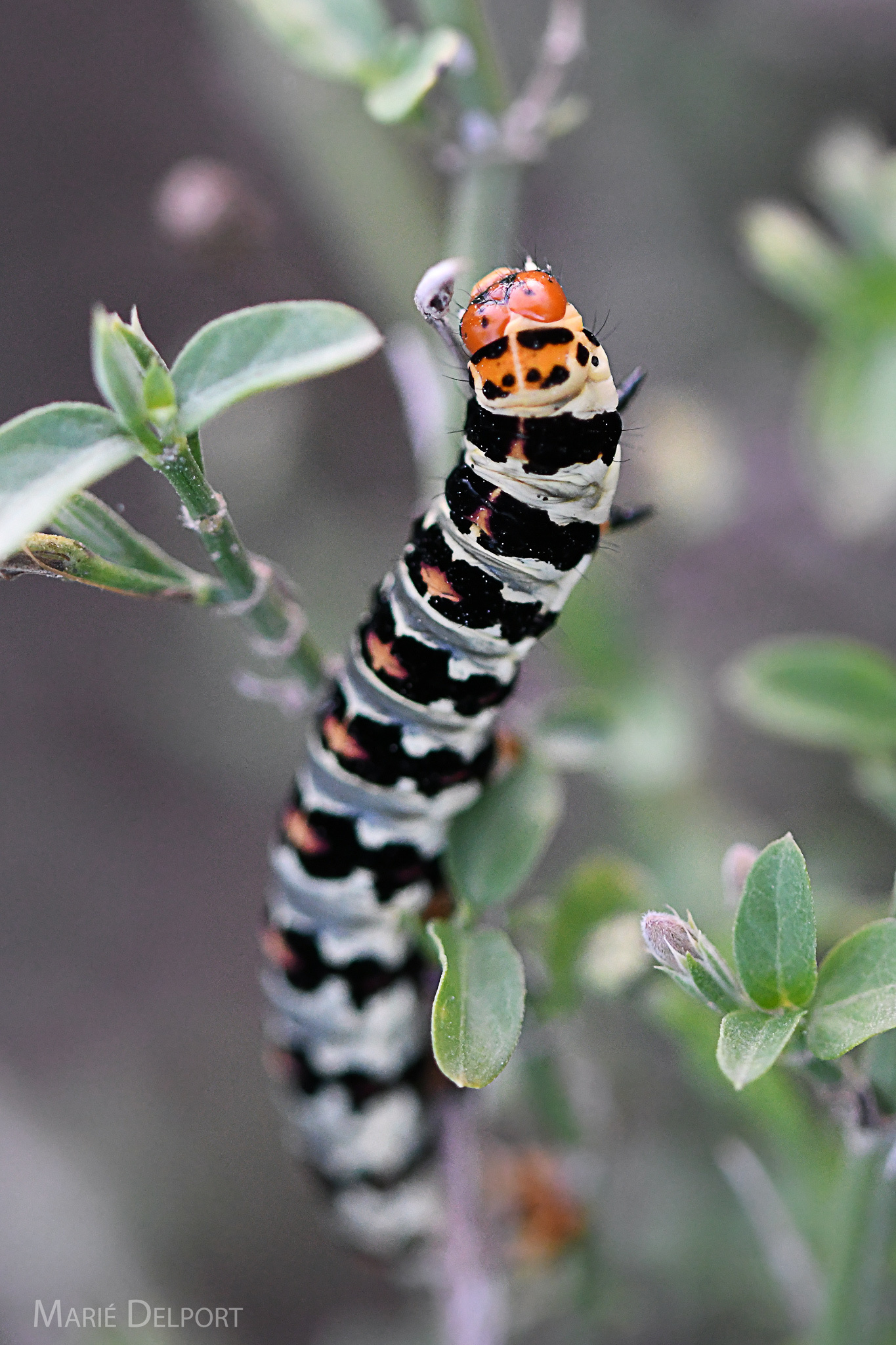 Diaphone eumela Stoll, 1781