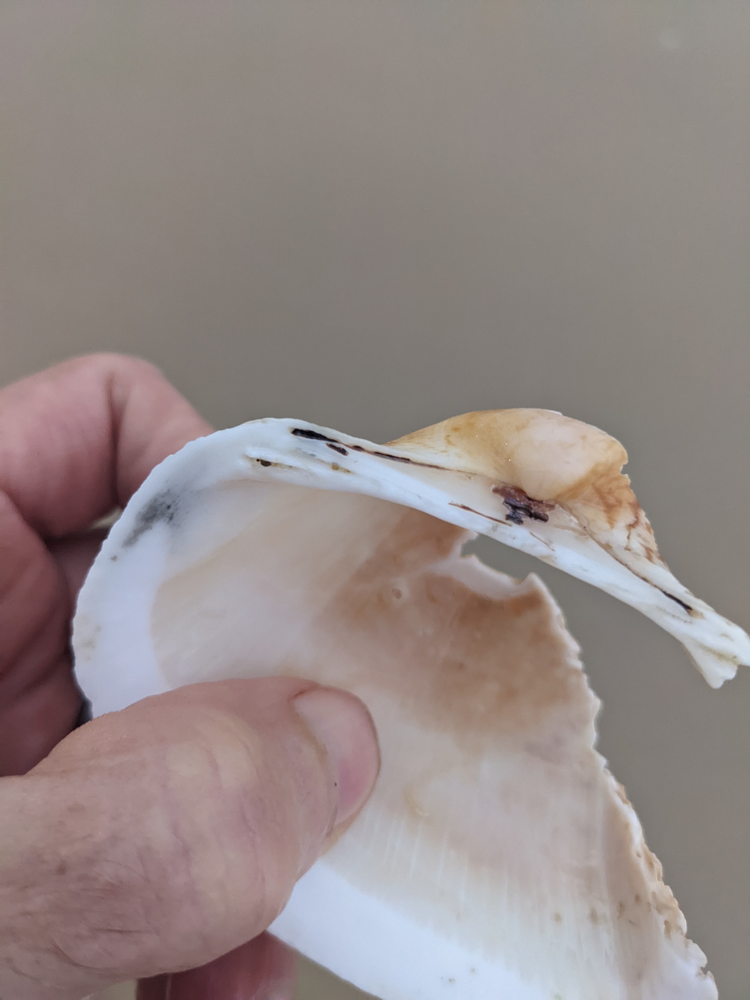 Cucullaea petita Iredale, 1939