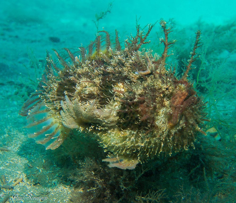 Tasselled Anglerfish from Blairgowrie Pier, Victoria, Australia on ...