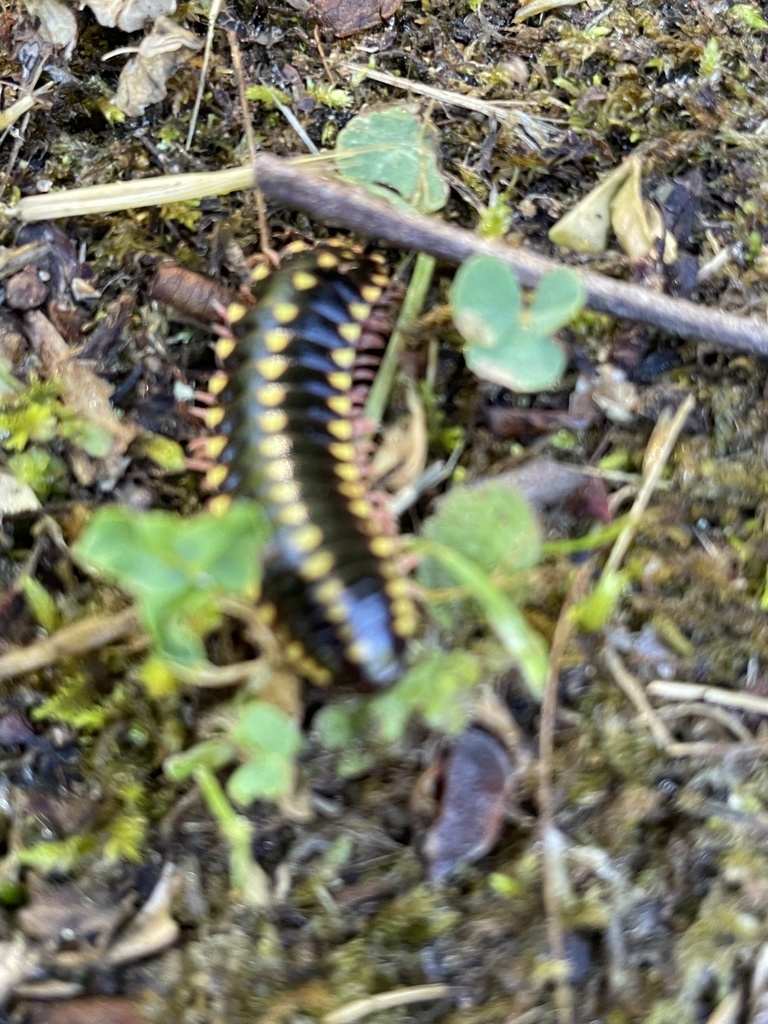 Appalachian Mimic Millipedes from Old US Highway 76, Blue Ridge, GA, US ...