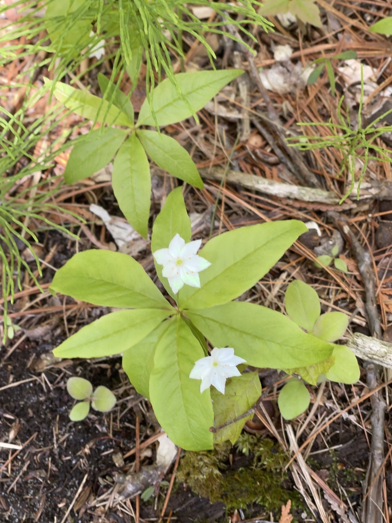 northern starflower from Sleeping Bear Dunes National Lakeshore, Honor ...
