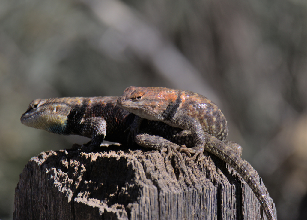 Yellow-backed Spiny Lizard from Zion National Park, Zion, Washington ...