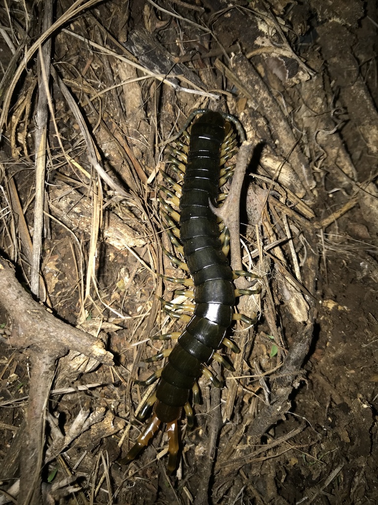 African Giant Centipede in April 2019 by Timothy M. · iNaturalist