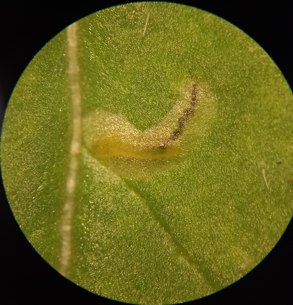 Liriomyza leaf-mining flies from FCUL, Lisboa on May 31, 2022 at 02:33 ...