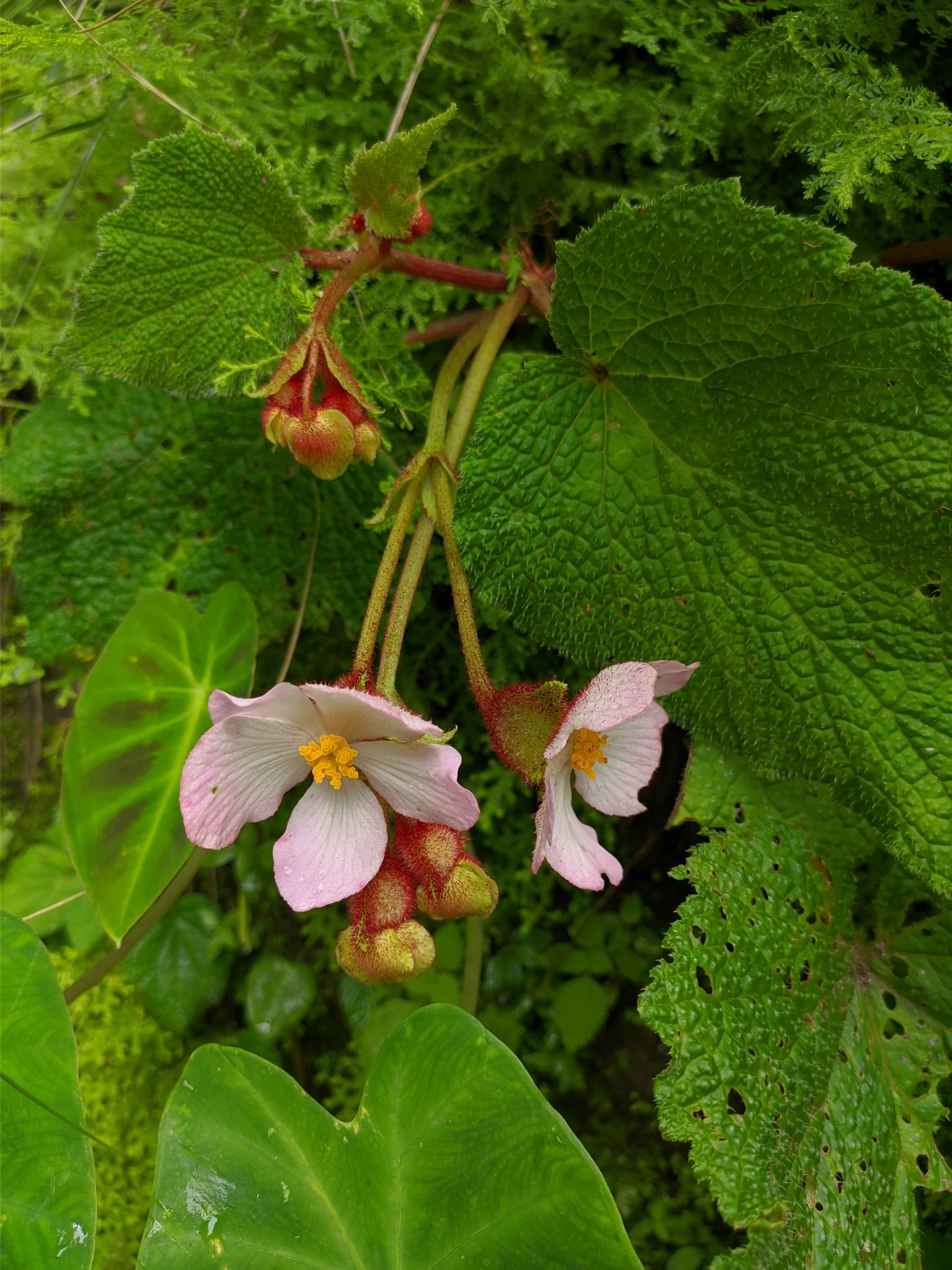 Begonia picta Sm.