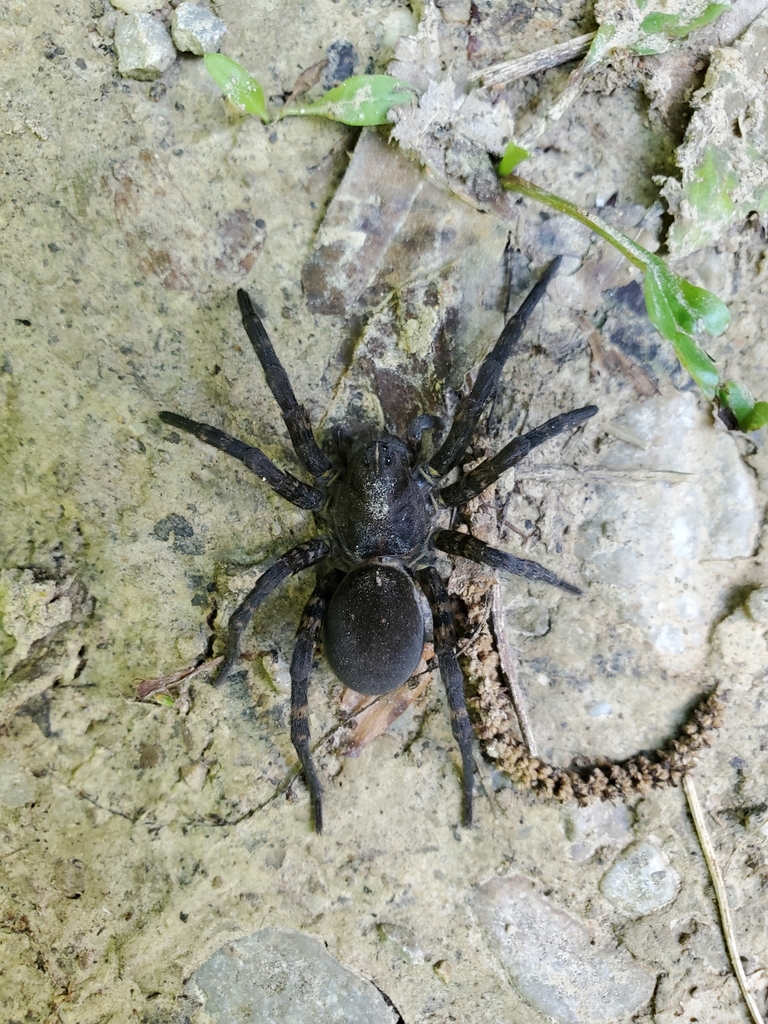 Woodland Giant Wolf Spider from Bloomington, IN 47401, USA on May 30 ...