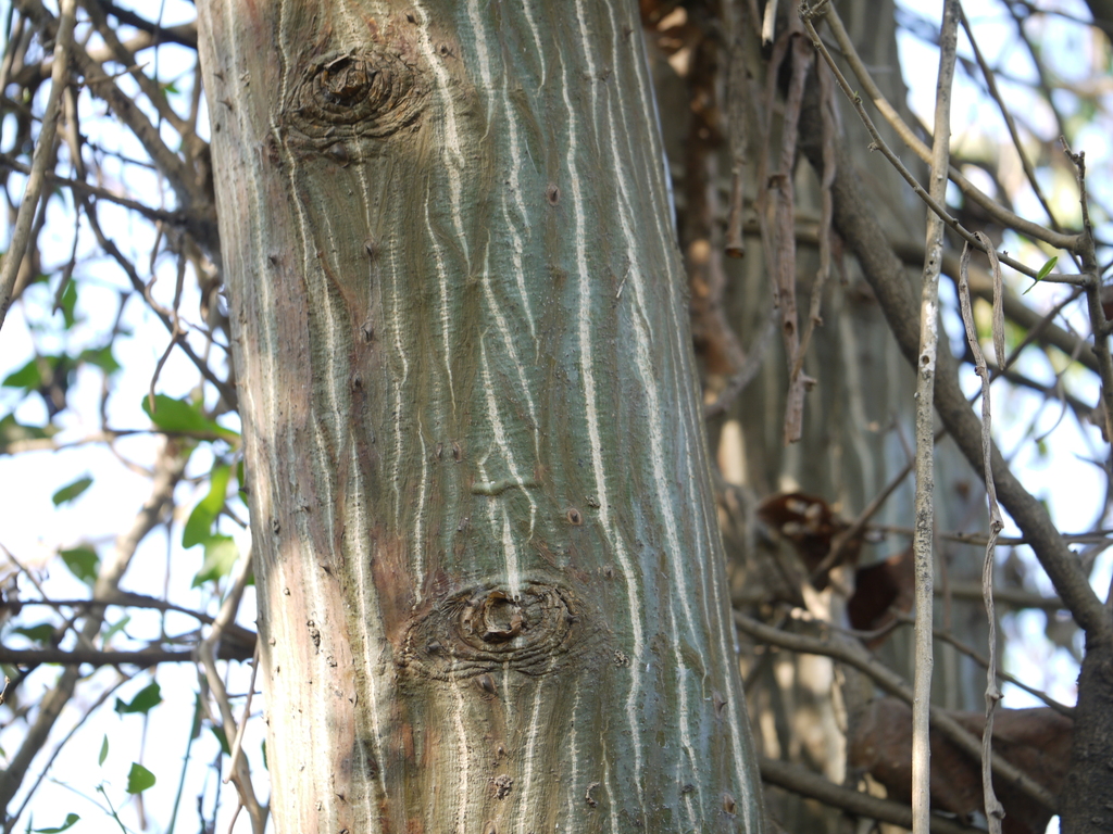 Indian coral tree from Mumbai, Maharashtra, India on December 15, 2013 ...