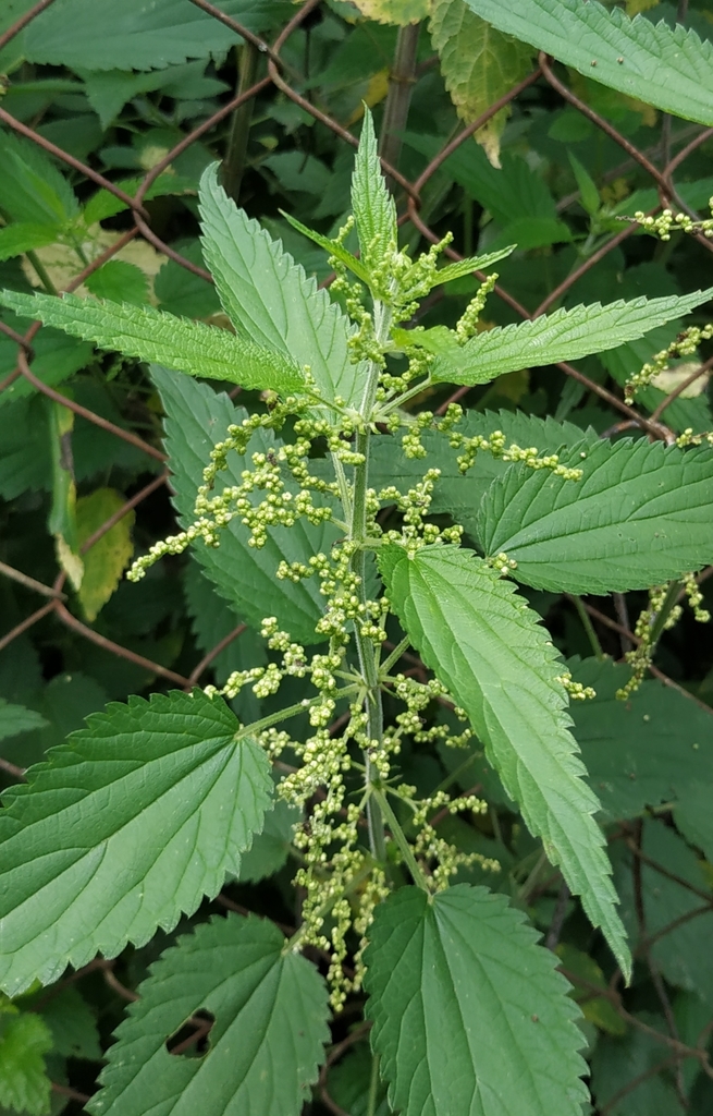 nettles (Butterfly Host Plants of North America ) · iNaturalist