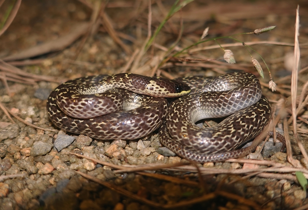 Common Wolf Snake in October 2020 by Goofy Ko · iNaturalist