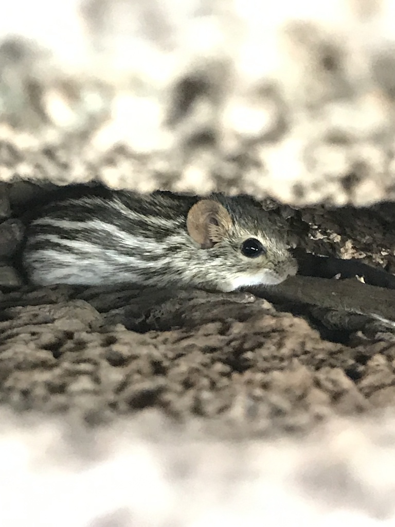 Heuglin's Striped Grass Mouse in April 2019 by Timothy M.. this poor ...