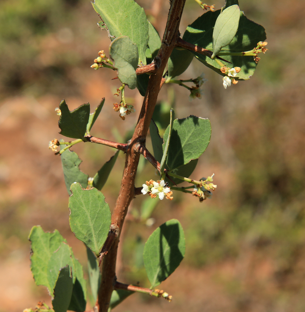 Blue Spikethorn from Phiring, Limpopo on May 29, 2022 at 10:27 AM by ...
