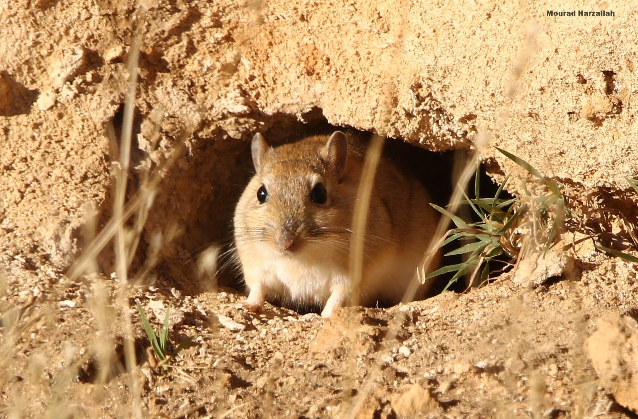 Meriones shawi (Duvernoy, 1842)