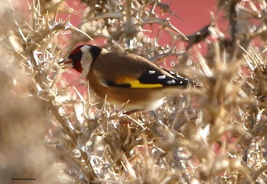 European Goldfinch from Akfadou, Algérie on November 12, 2021 at 11:15 ...