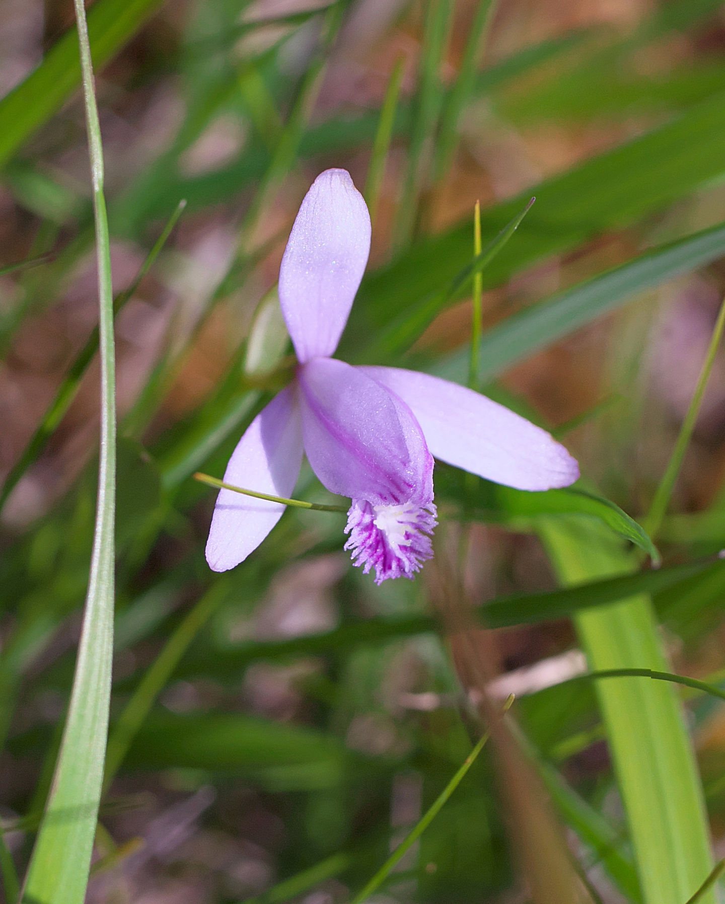 Pogonia japonica Rchb.f.