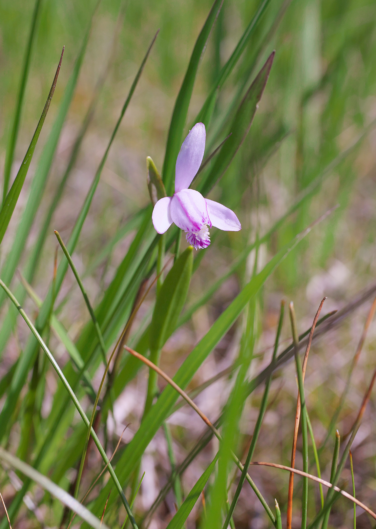 Pogonia japonica Rchb.f.