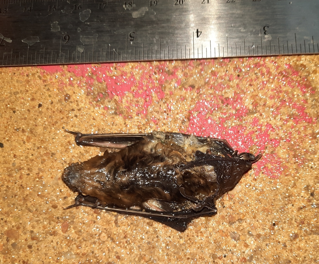 Evening Bats from Kansas City, MO 64106, USA on May 31, 2022 at 06:50 ...