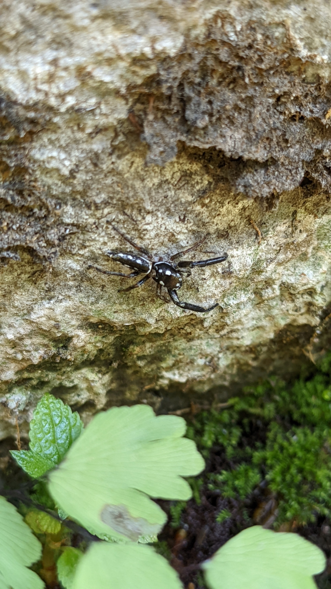 Marpissa formosa (Banks, 1892)