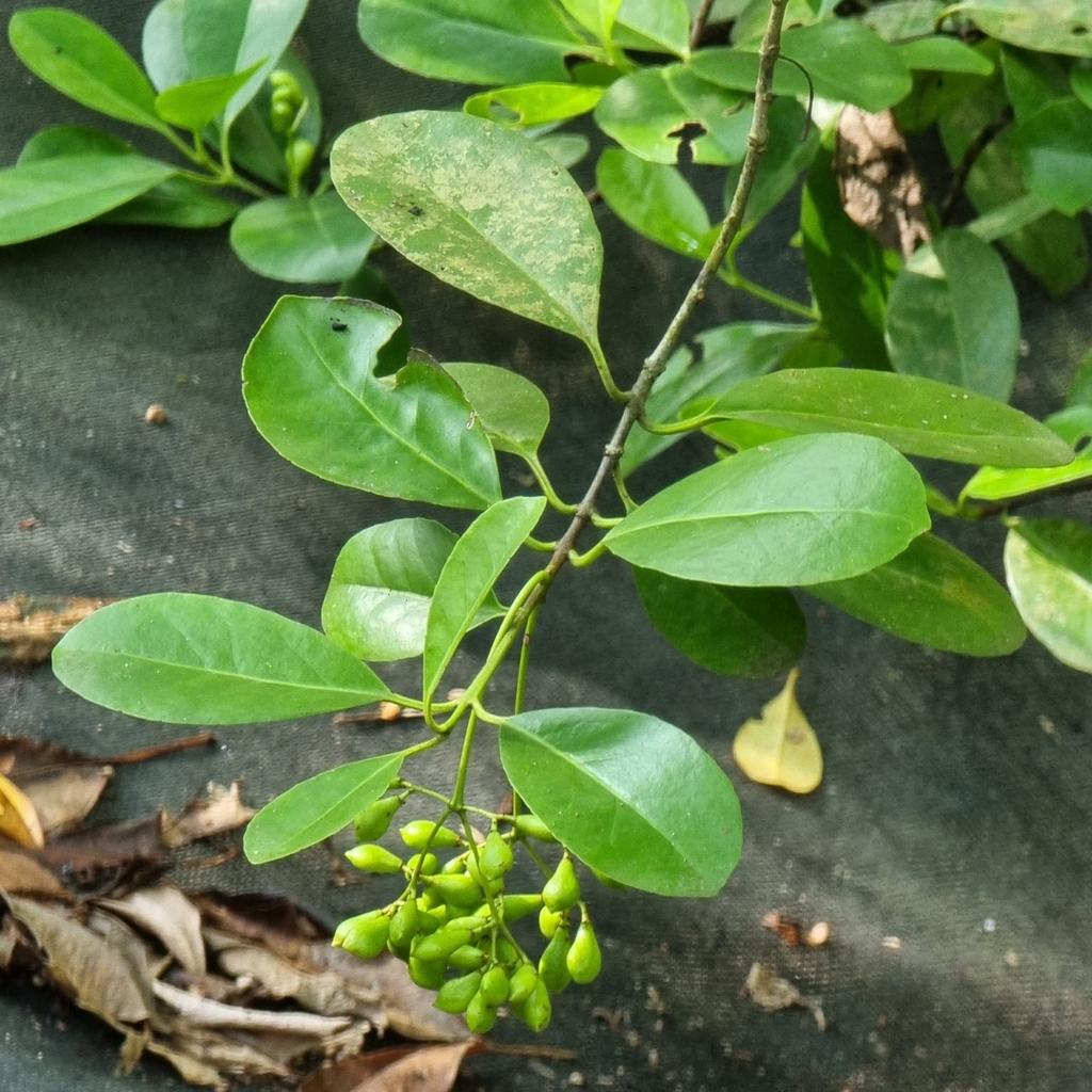 Elaeodendron viburnifolium from Lim Chu Kang, Singapore on March 26 ...