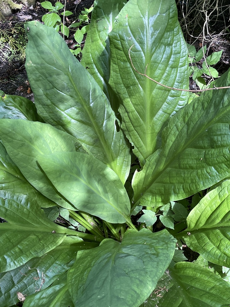 western skunk cabbage from Kopstal, Luxembourg on May 31, 2022 at 12:37 ...