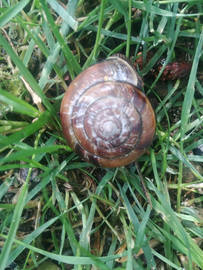 Pacific Sideband from Surrey, BC V3Z 9V2, Canada by lu_naftel · iNaturalist