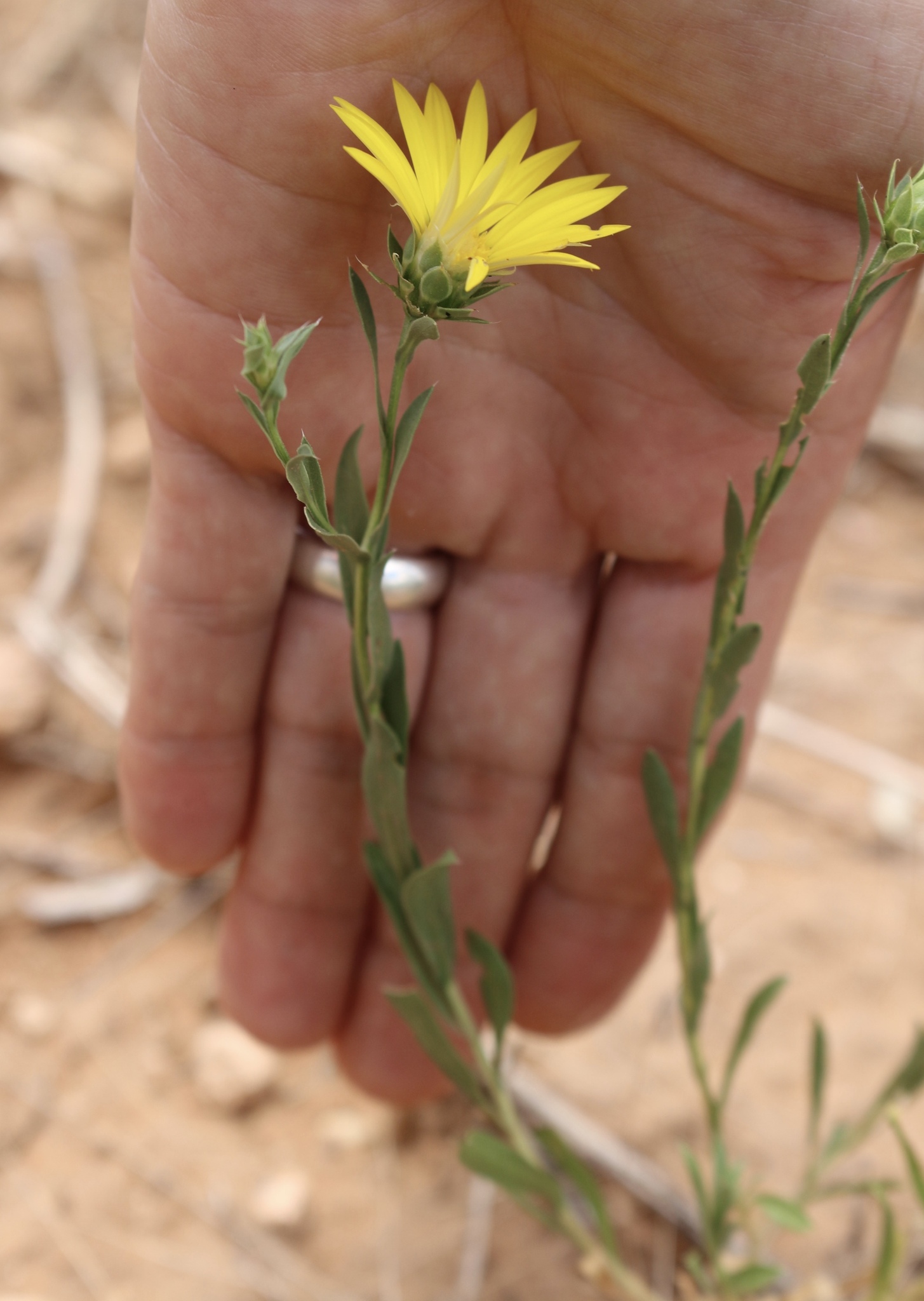 Xanthisma texanum var. drummondii (Torr. & A.Gray) A.Gray