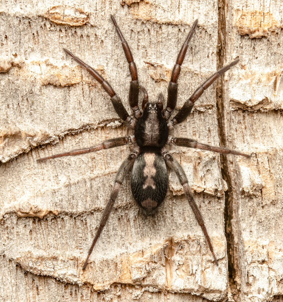 Eastern Parson Spider from Culpeper County, VA, USA on May 30, 2022 at ...