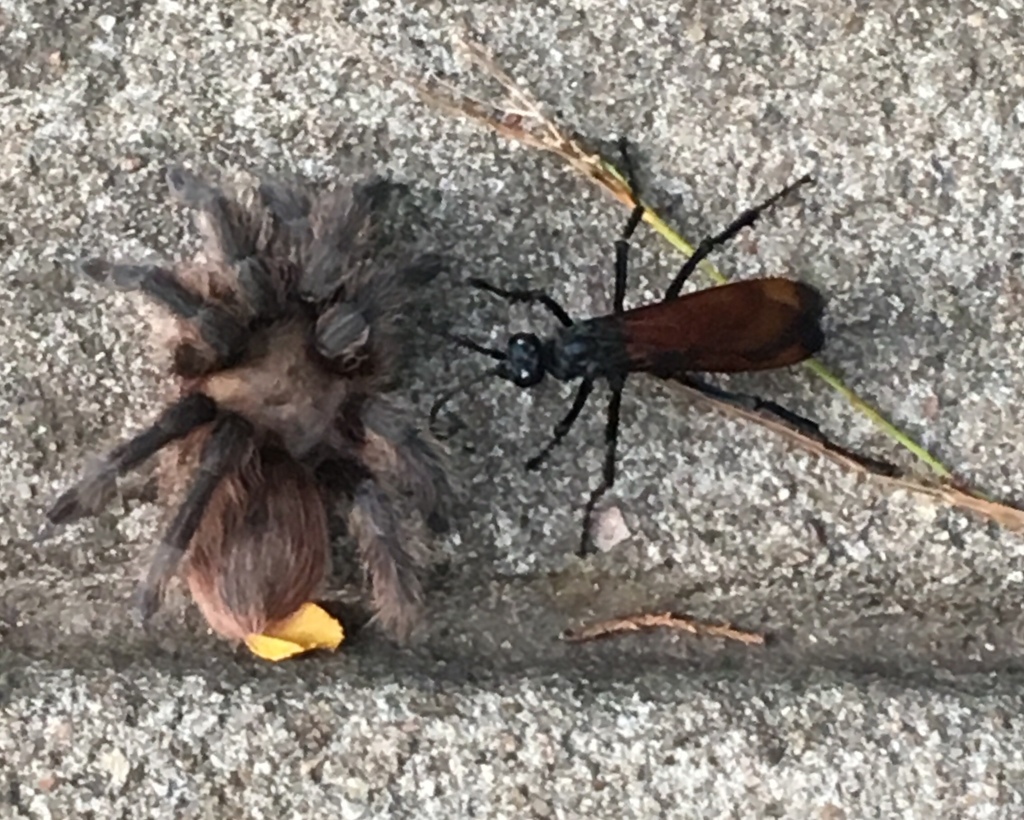 New World Tarantula-hawk Wasps from 616 Sun City Blvd, Georgetown, TX ...